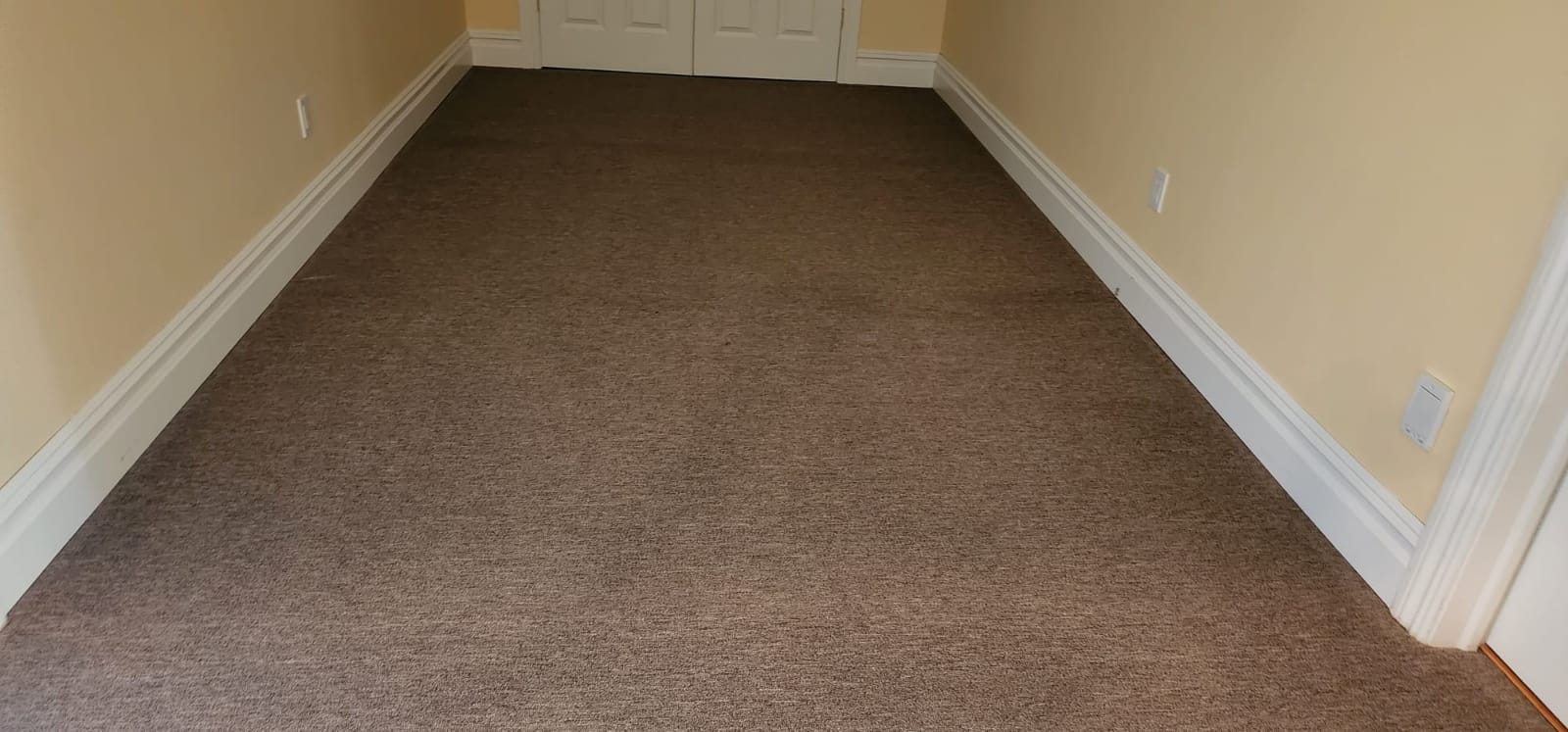 Professional Moth Removal Services